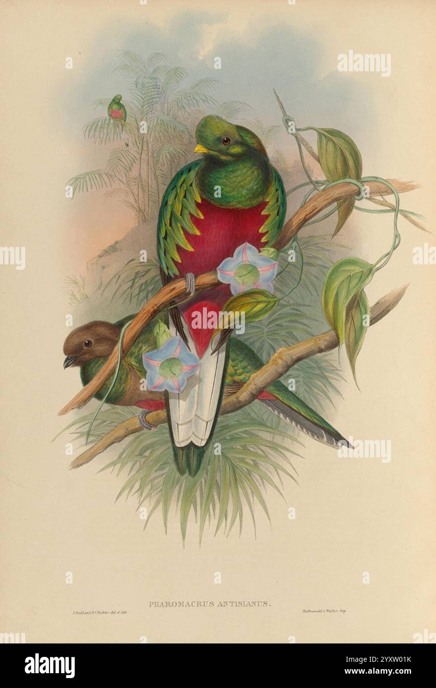 Two quetzal birds hi-res stock photography and images - Alamy