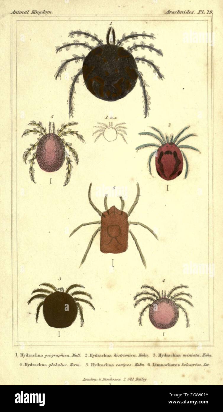 Group of eight legged creatures hi-res stock photography and images - Alamy