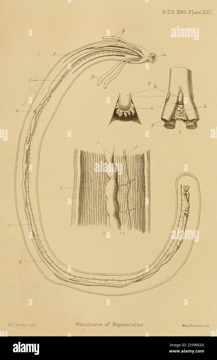 Sipunculus anatomy hi-res stock photography and images - Alamy