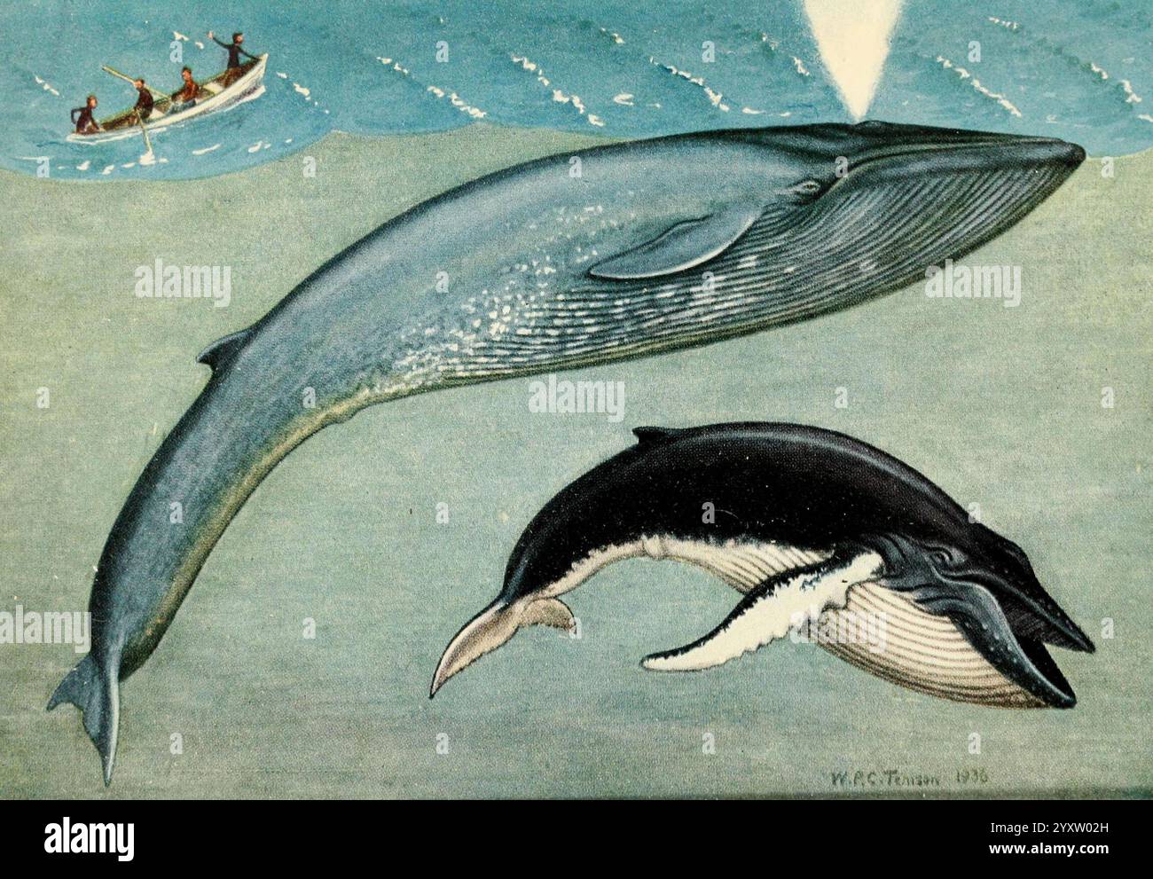 Field book of giant fishes New York, G. P. 1949 whales Woods Hole ...