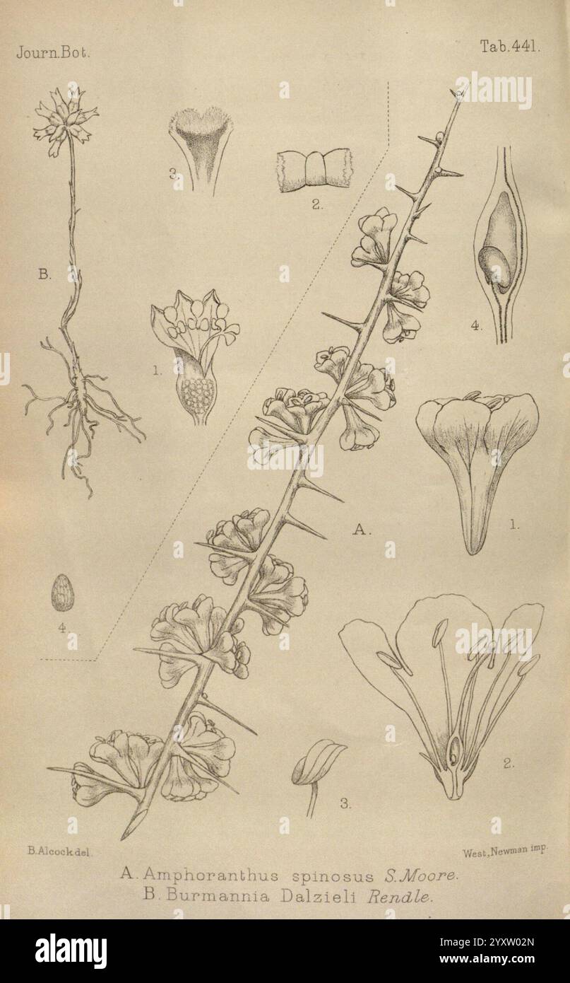 Journal of Botany, British and Foreign London, Robert Hardwicke, 1863 ...