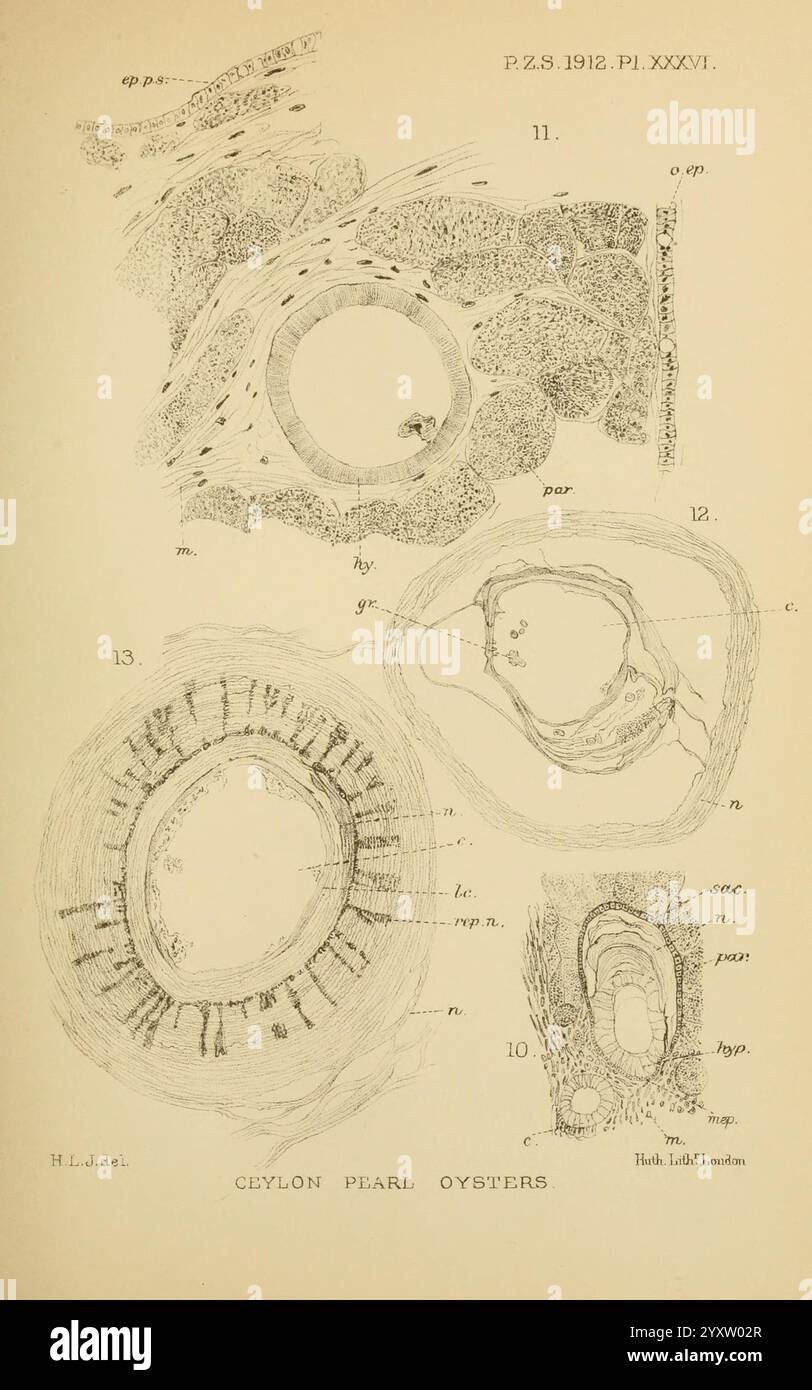 Proceedings of the Zoological Society of London, London, Academic Press ...