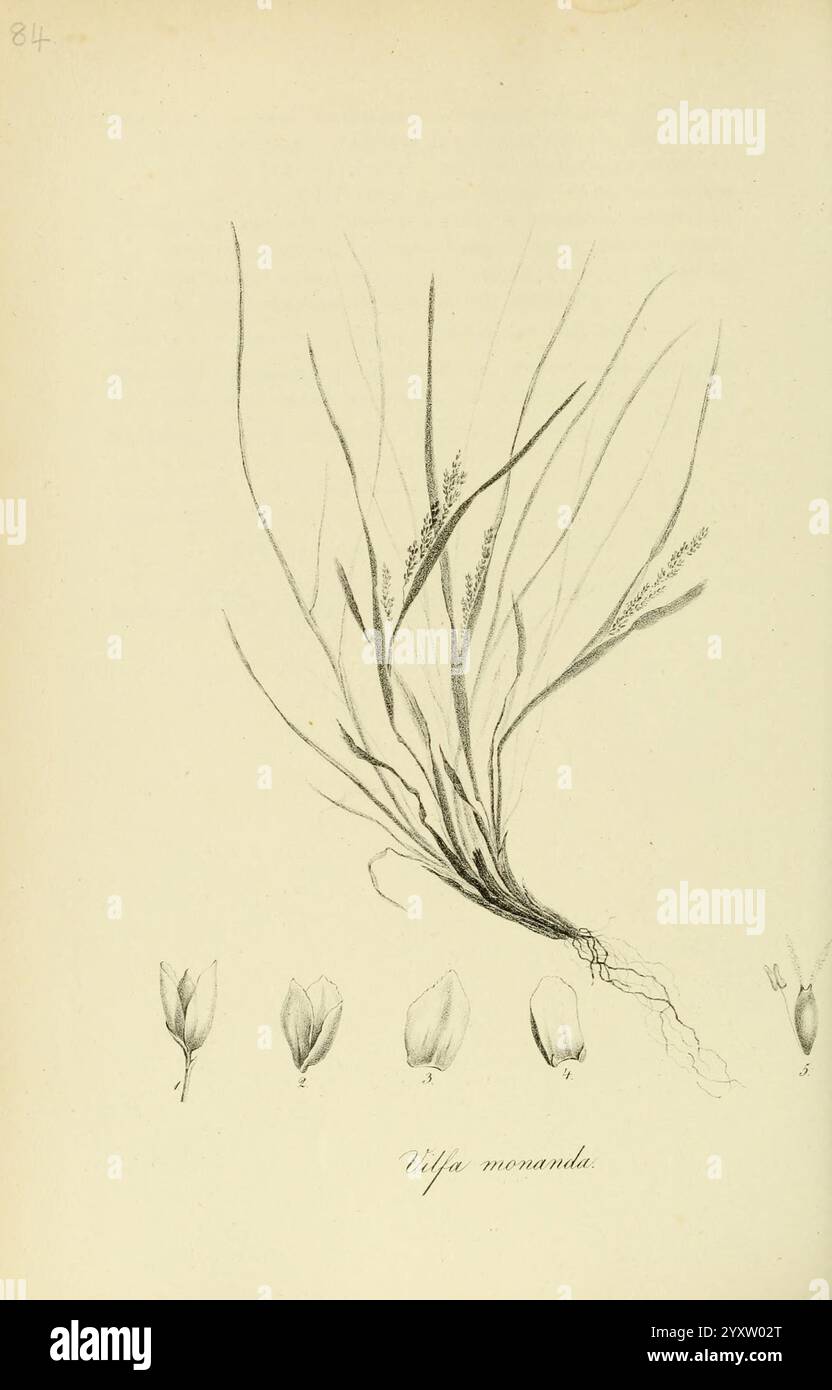 Vitia hi-res stock photography and images - Alamy