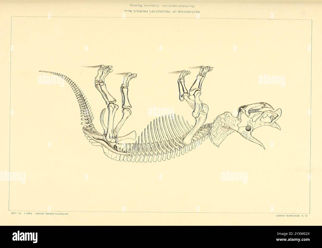 The dinosaurs of North America, Washington, Govt. Print, 1896 ...