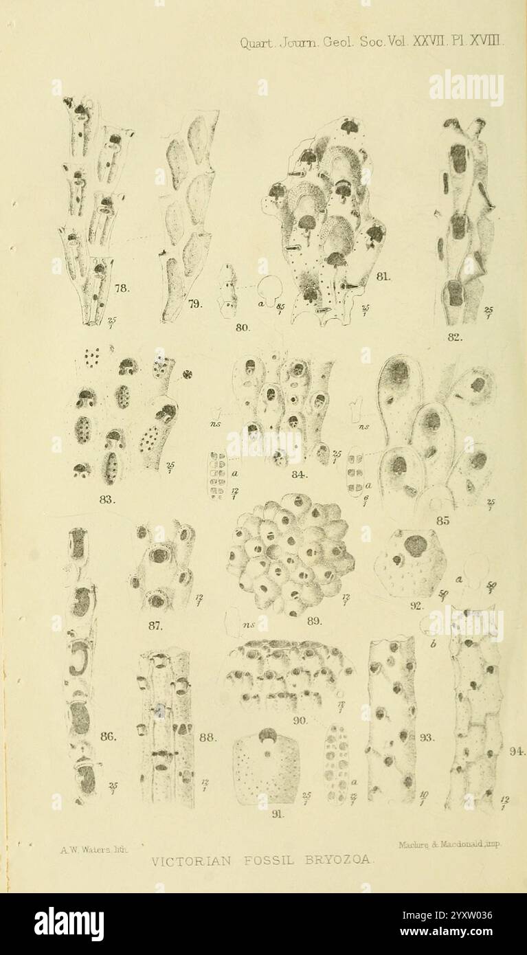 Victorian fossil bryozoa hi-res stock photography and images - Alamy