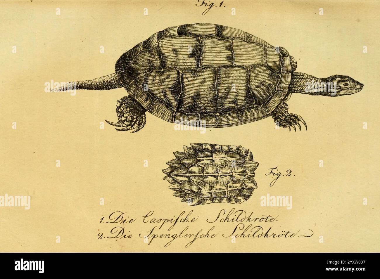 Herrn de la Cepede's Naturgeschichte der Amphibien Weimar, Verlage des ...
