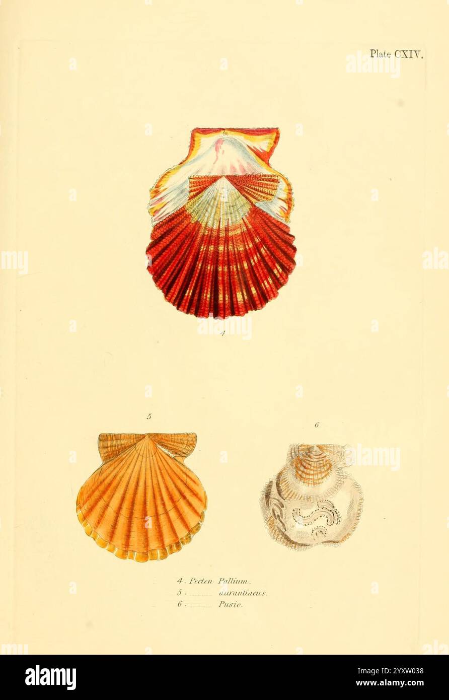 Two intricately detailed scallop shells hi-res stock photography and ...