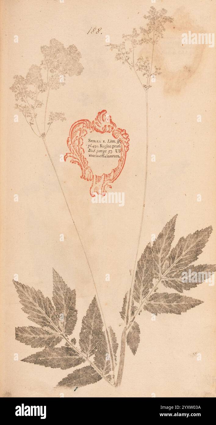 Flora Berolinensis, Berlin, Die Schule, 1757-1758, Spiraea Ulmaria ...