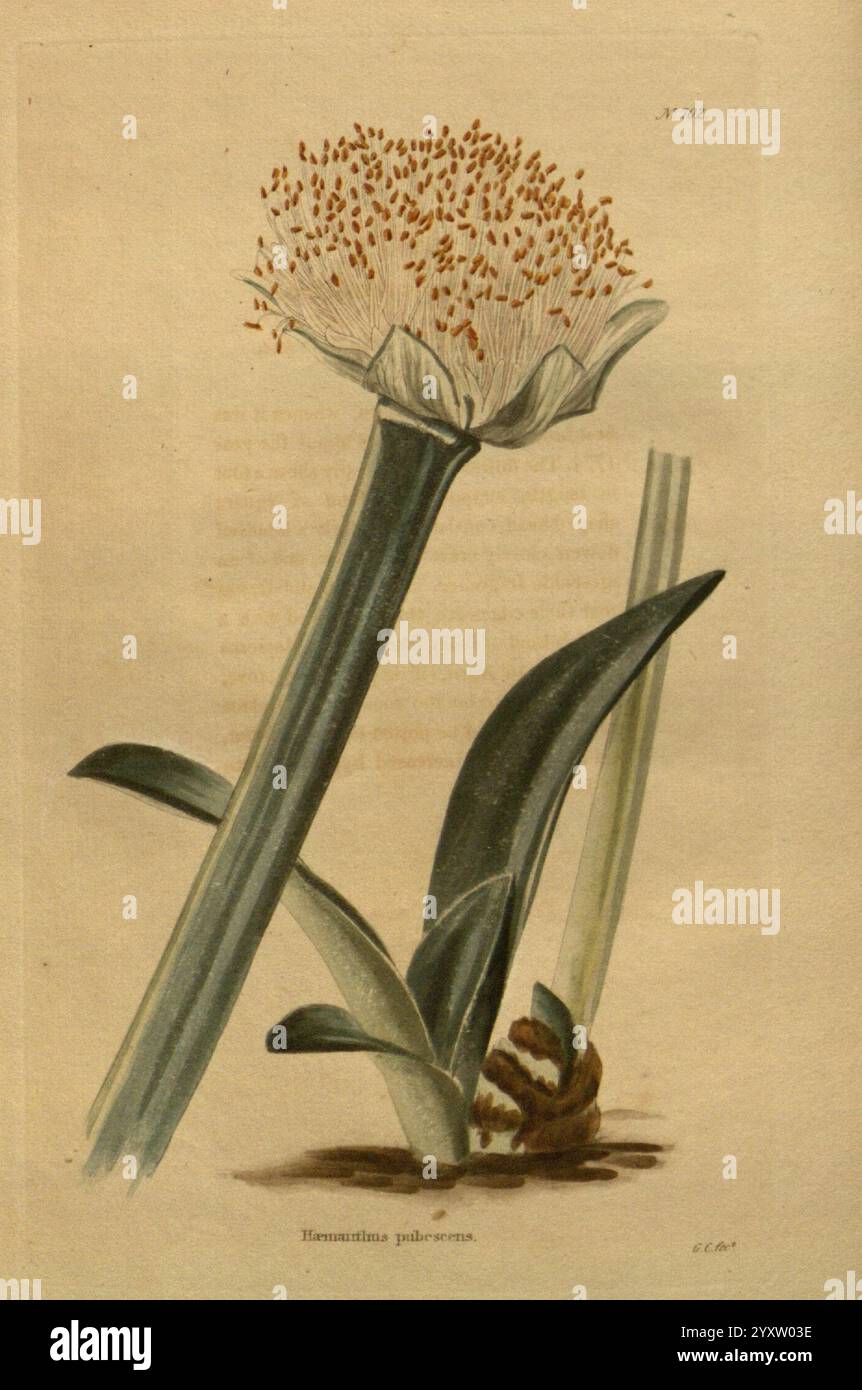 The botanical cabinet London, John & Arthur Arch, 1817-1833, The ...