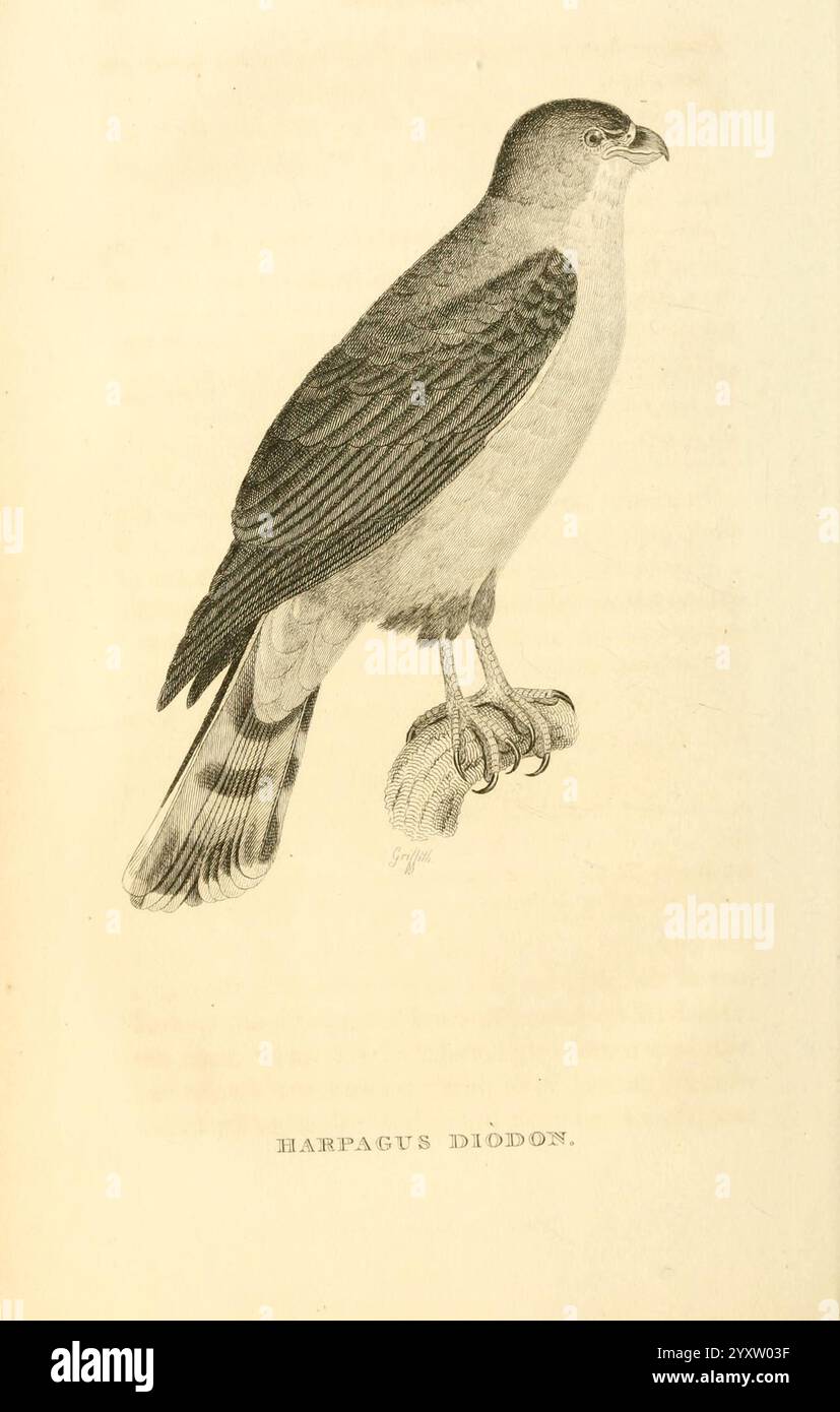 Saw billed kite hi-res stock photography and images - Alamy