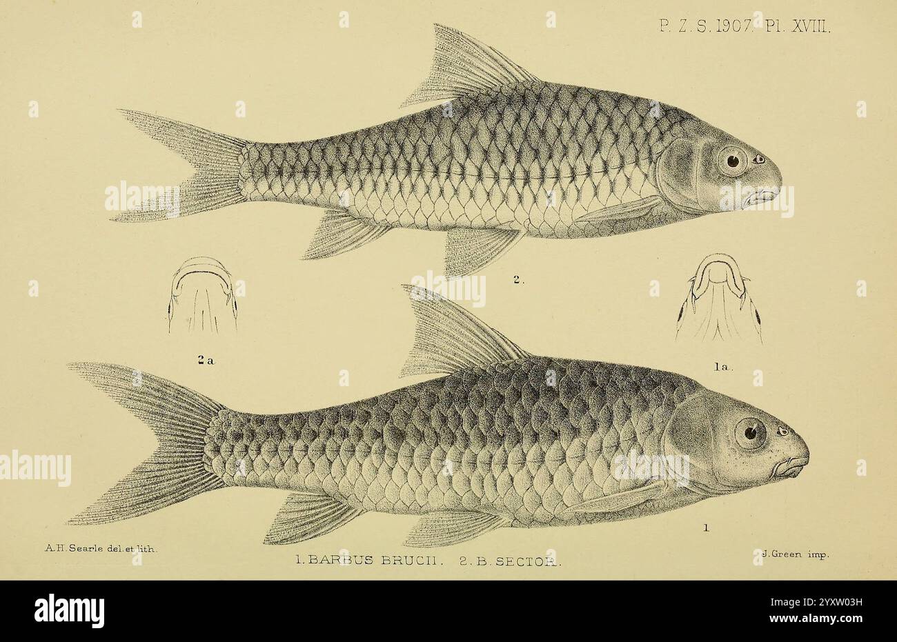 Structure of a fish scale hi-res stock photography and images - Alamy