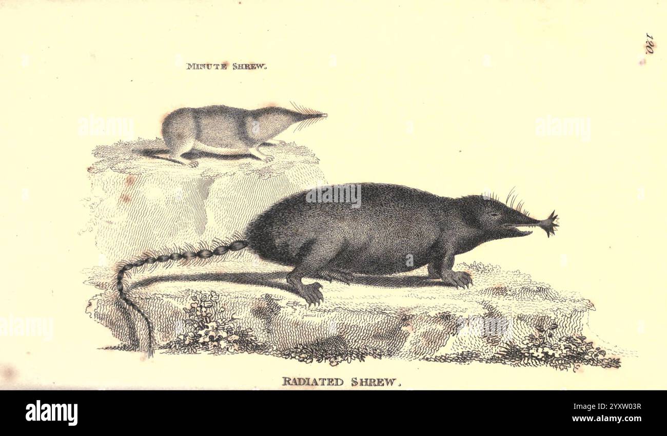 Mole shrew zoology star nosed mole sorex condylura cristata sore hi-res ...