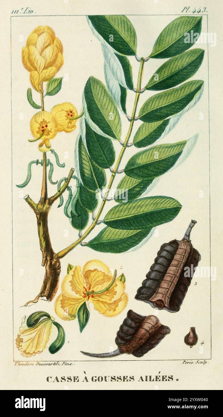 Flore pittoresque et médicale des Antilles, Paris Pichard, 1821-1829 ...