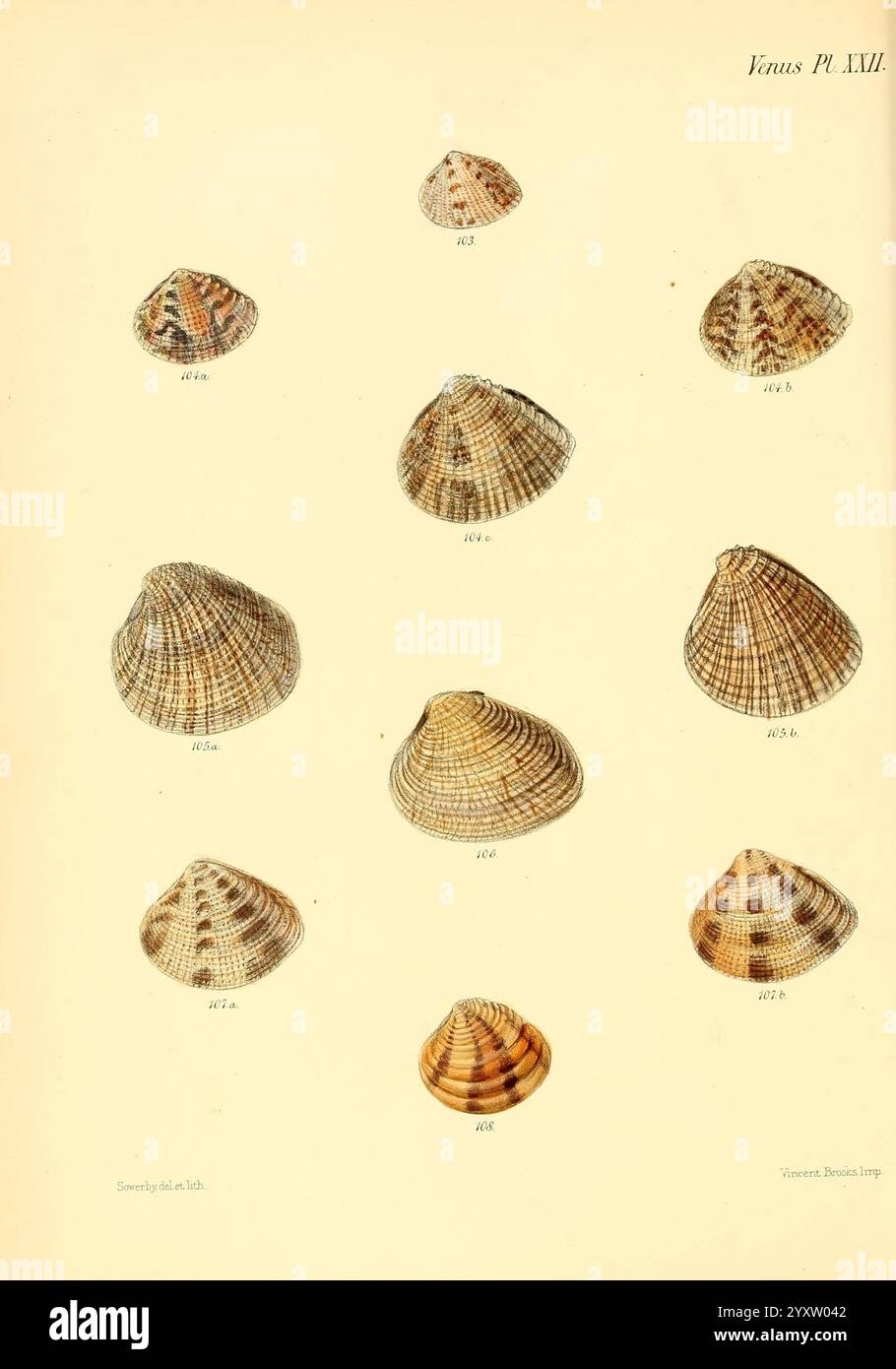 Labeled illustration contributes hi-res stock photography and images ...