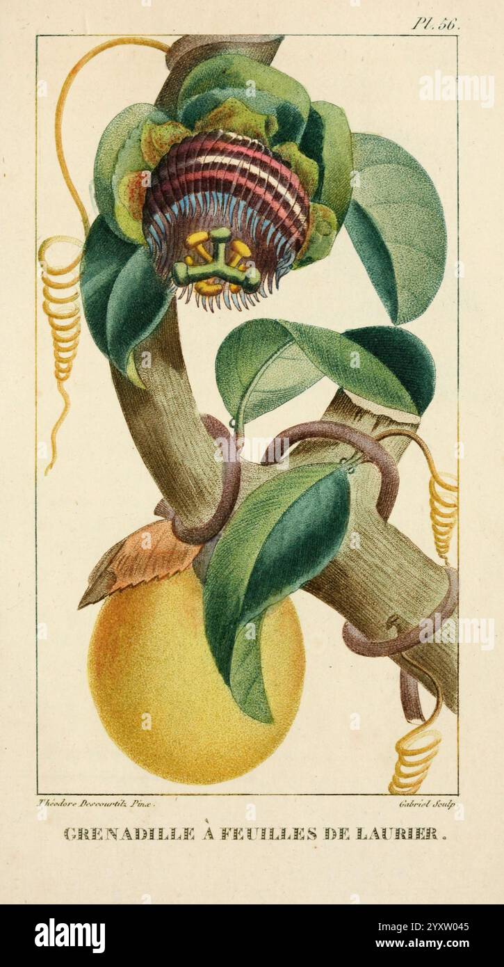 Stylized vines twist hi-res stock photography and images - Alamy