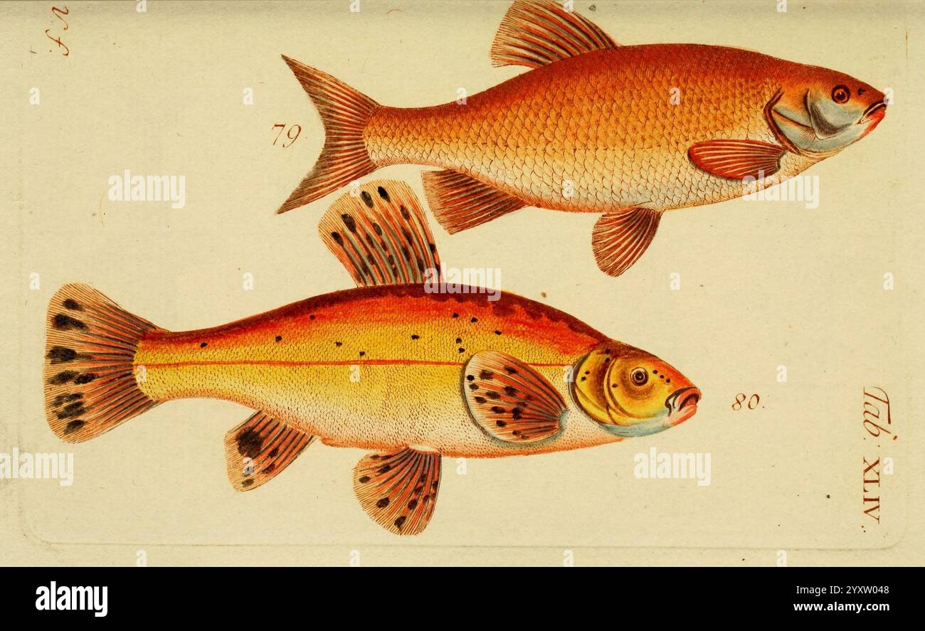 Abbildung und Beschreibung der Fische Nürnberg Samuel Winterschmidt ...