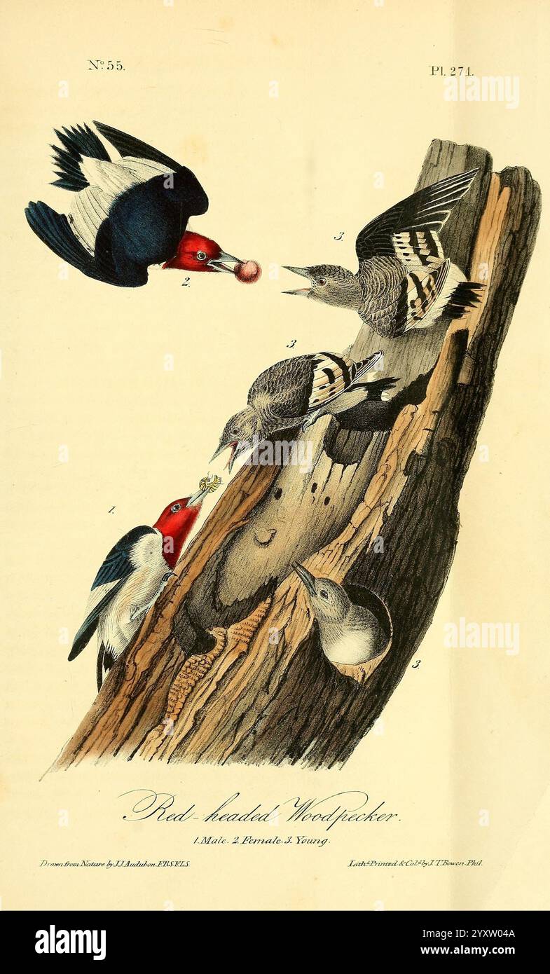 The birds of America, New York, J.B. Chevalier, 1840-1844, birds, North ...