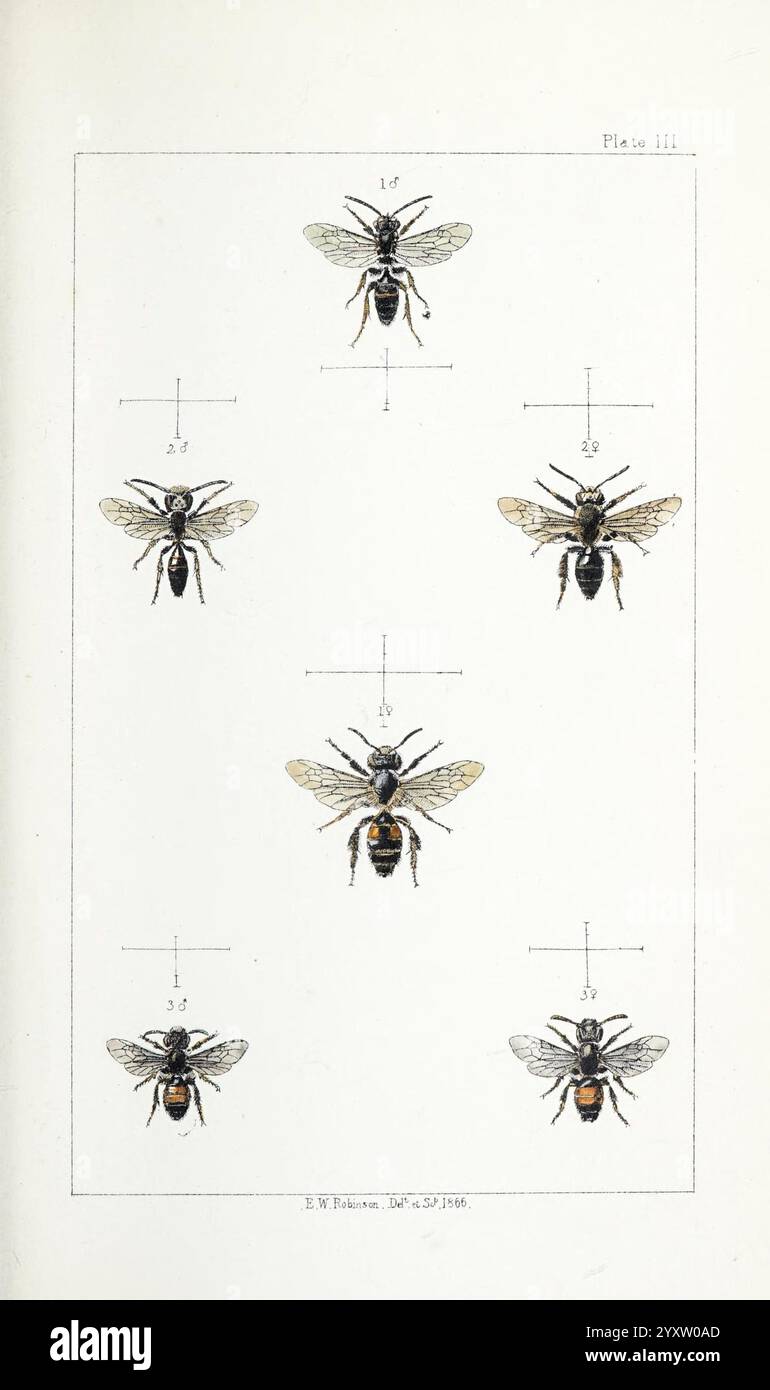 British, bees, London, L. Reeve & Co, 1866, bees, Great Britain ...