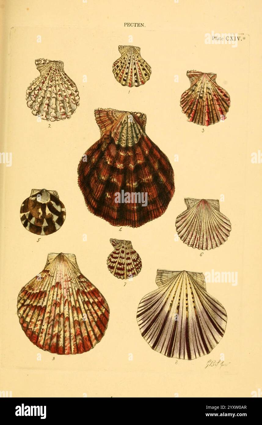Larger scallop hi-res stock photography and images - Alamy