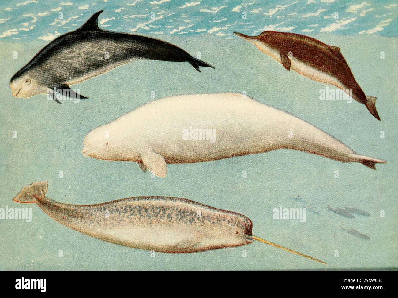 Majestic beluga whale hi-res stock photography and images - Alamy