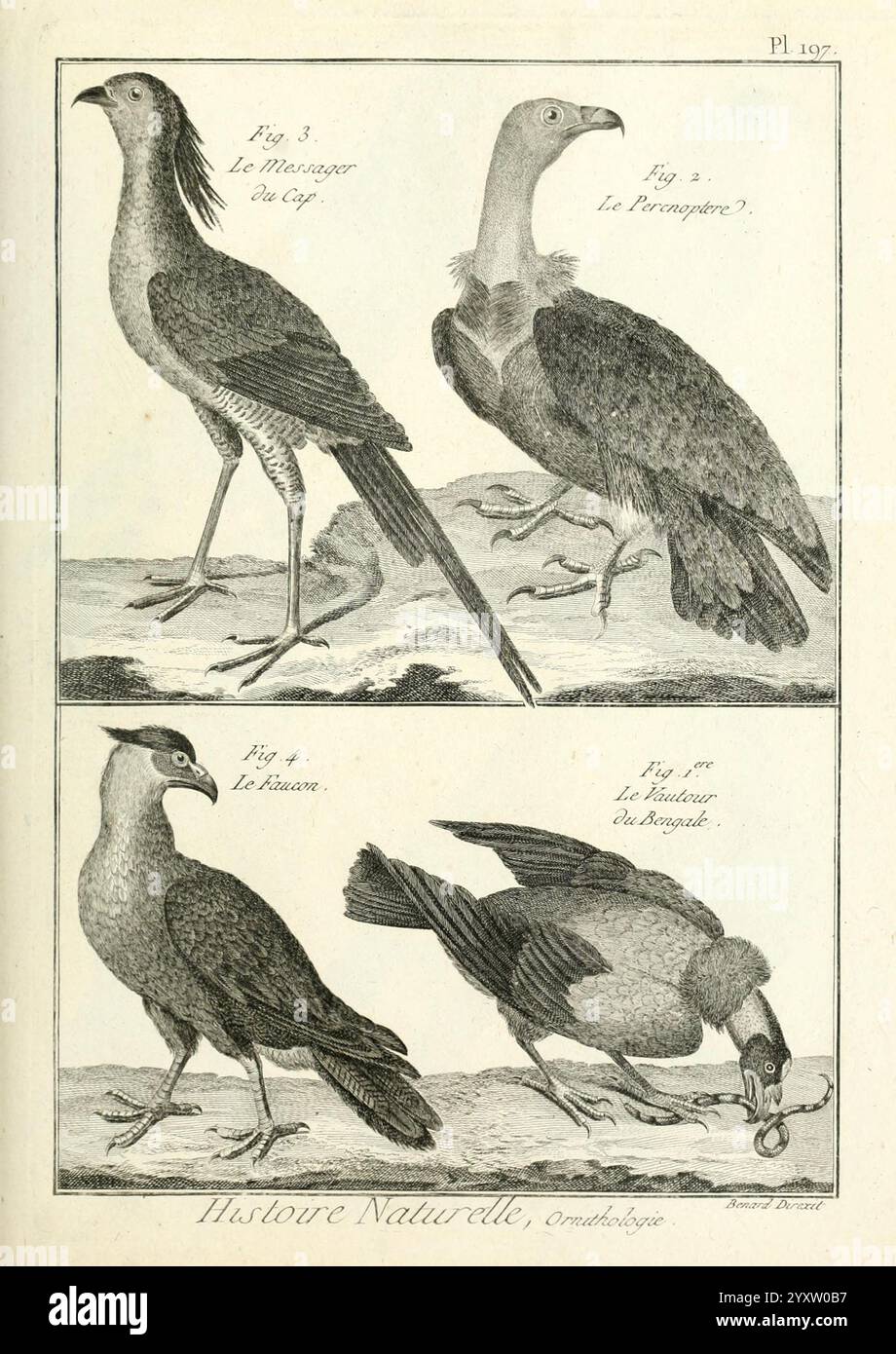 Tableau, encyclopédique, et, méthodique, des, trois, règnes, de, la ...