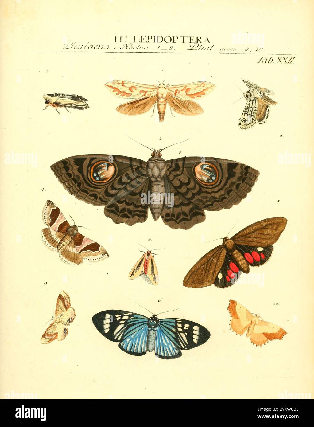 Lepidoptera prominently displayed hi-res stock photography and images ...