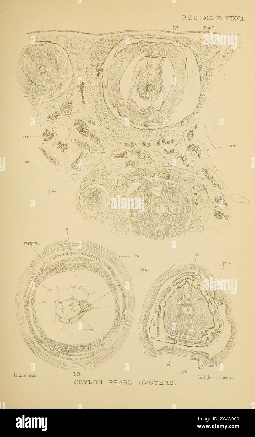 Highlight various layers hi-res stock photography and images - Alamy