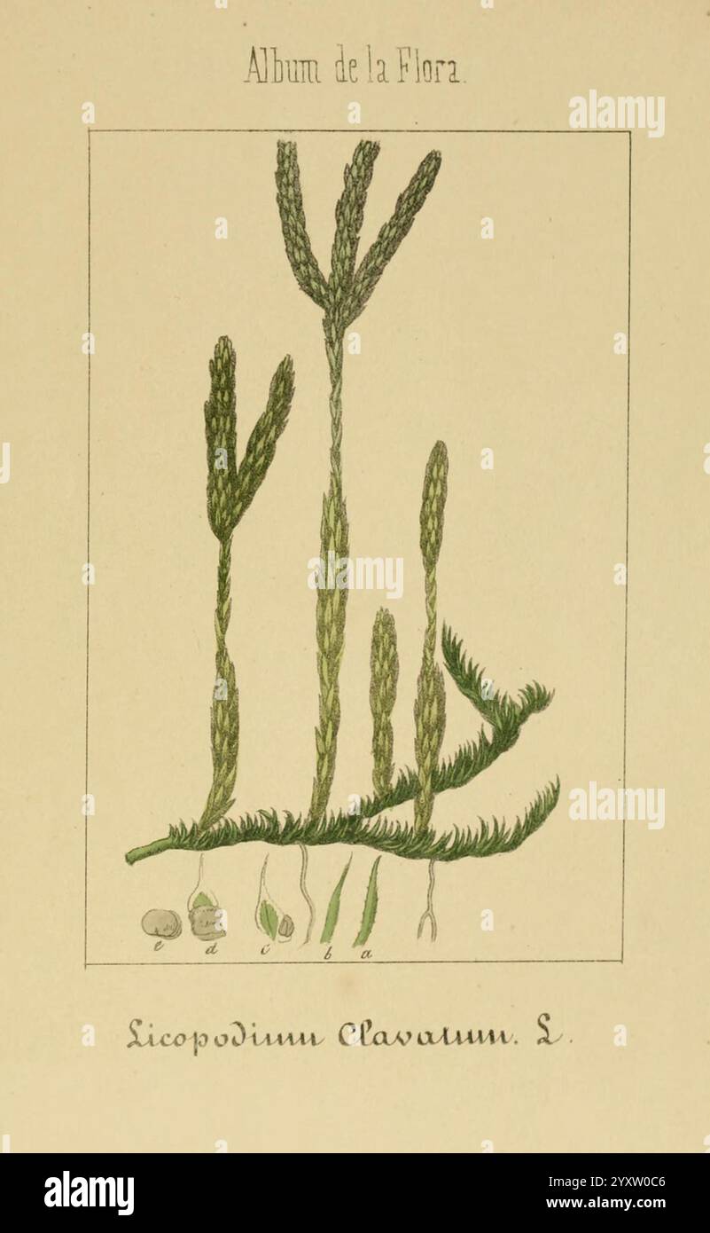 Plant species lycopodium clavatum hi-res stock photography and images ...