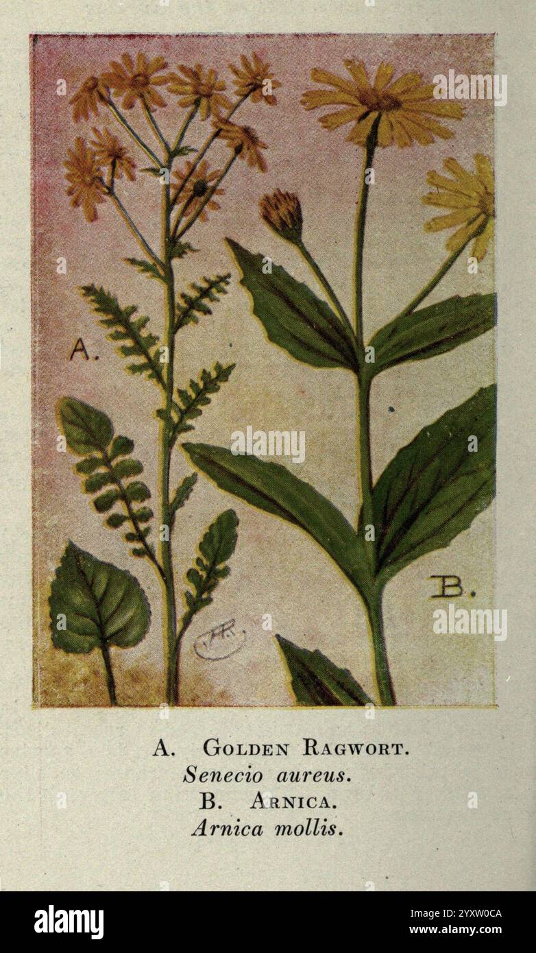 Two botanical specimens hi-res stock photography and images - Alamy