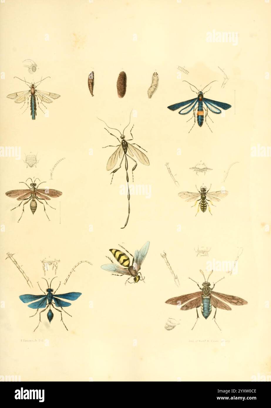 Showcasing intricate wing structures hi-res stock photography and ...