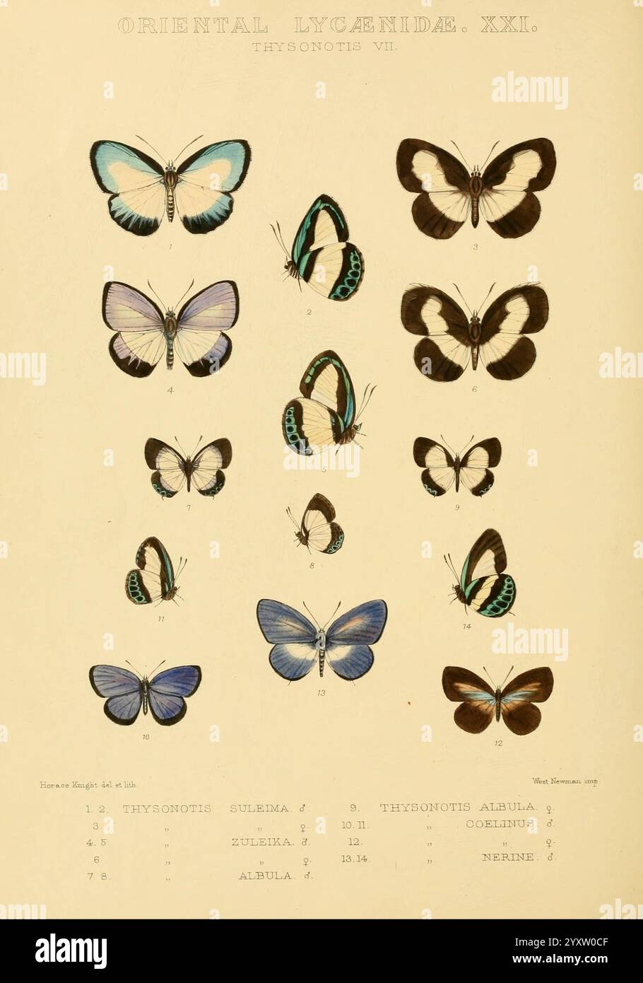 Displaying Distinct Morphological Characteristics Hi Res Stock