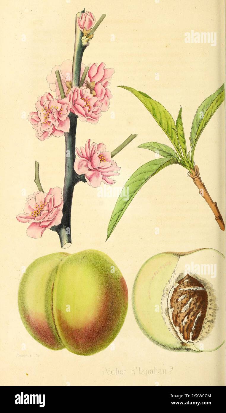 Peachs anatomy hi-res stock photography and images - Alamy