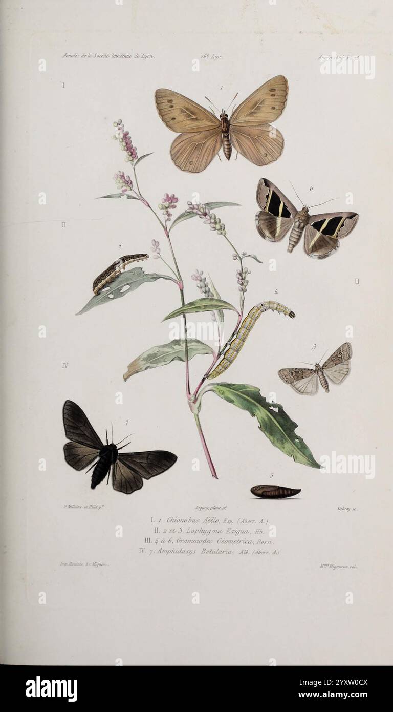 Respective larval forms hi-res stock photography and images - Alamy