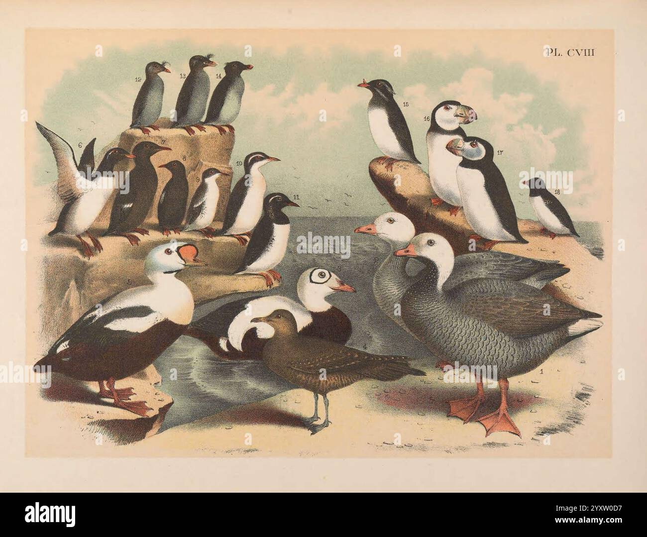 The, birds, of, North America, New York, 1903, birds, North America ...