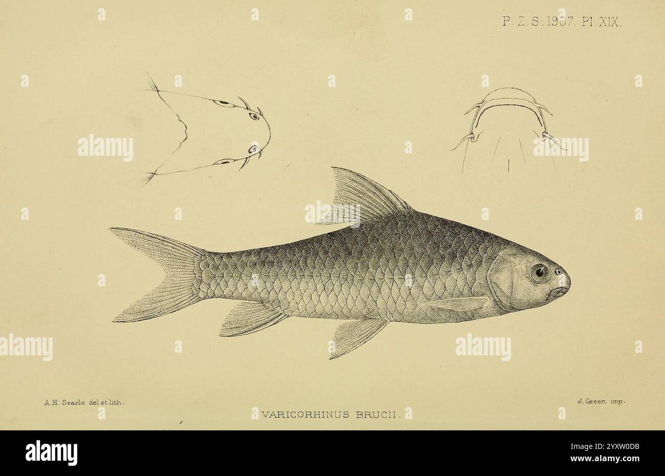 Emphasizing anatomical characteristics hi-res stock photography and ...