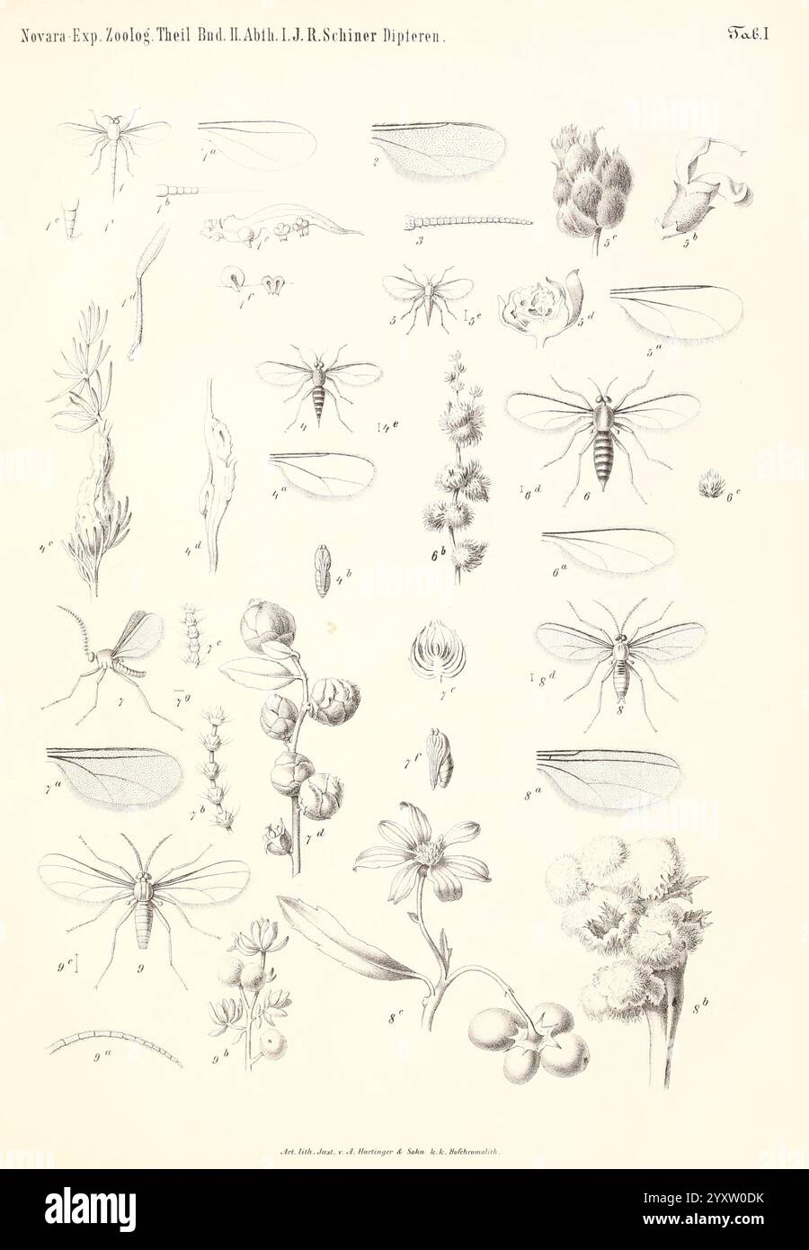 Detailed labeled drawings hi-res stock photography and images - Alamy