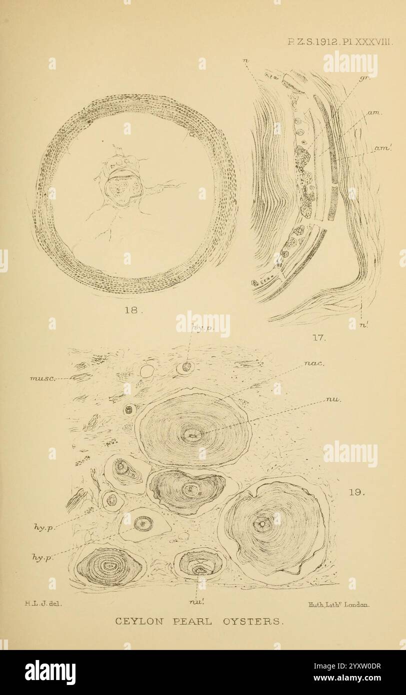 Top section showcases circular diagrams hi-res stock photography and ...