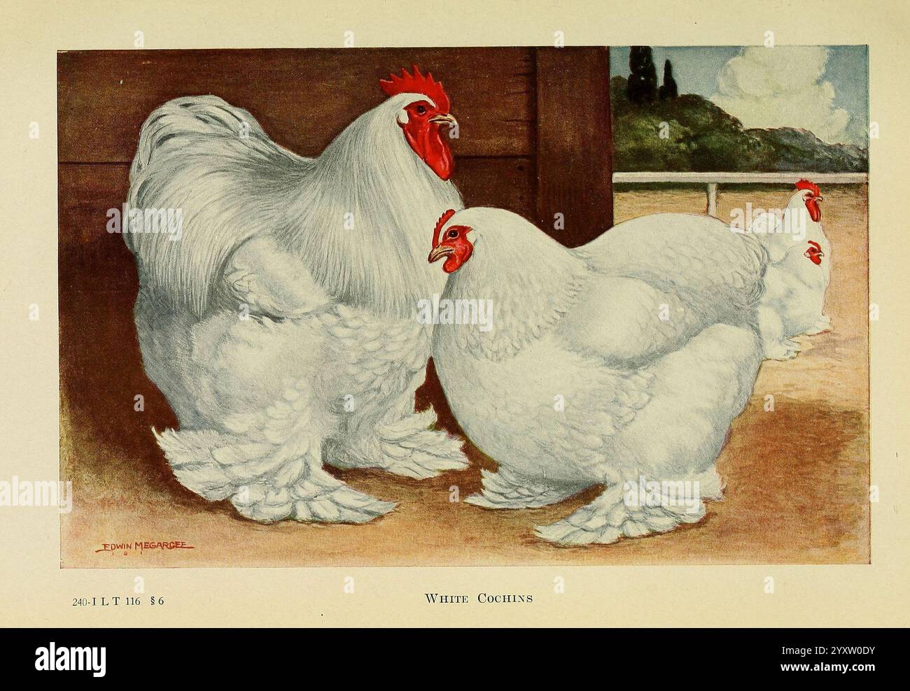 Robust white chickens hi-res stock photography and images - Alamy