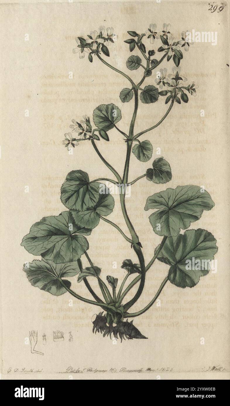 Geraniaceae, London, Printed for James Ridgway, Piccadilly, 1820-1830 ...