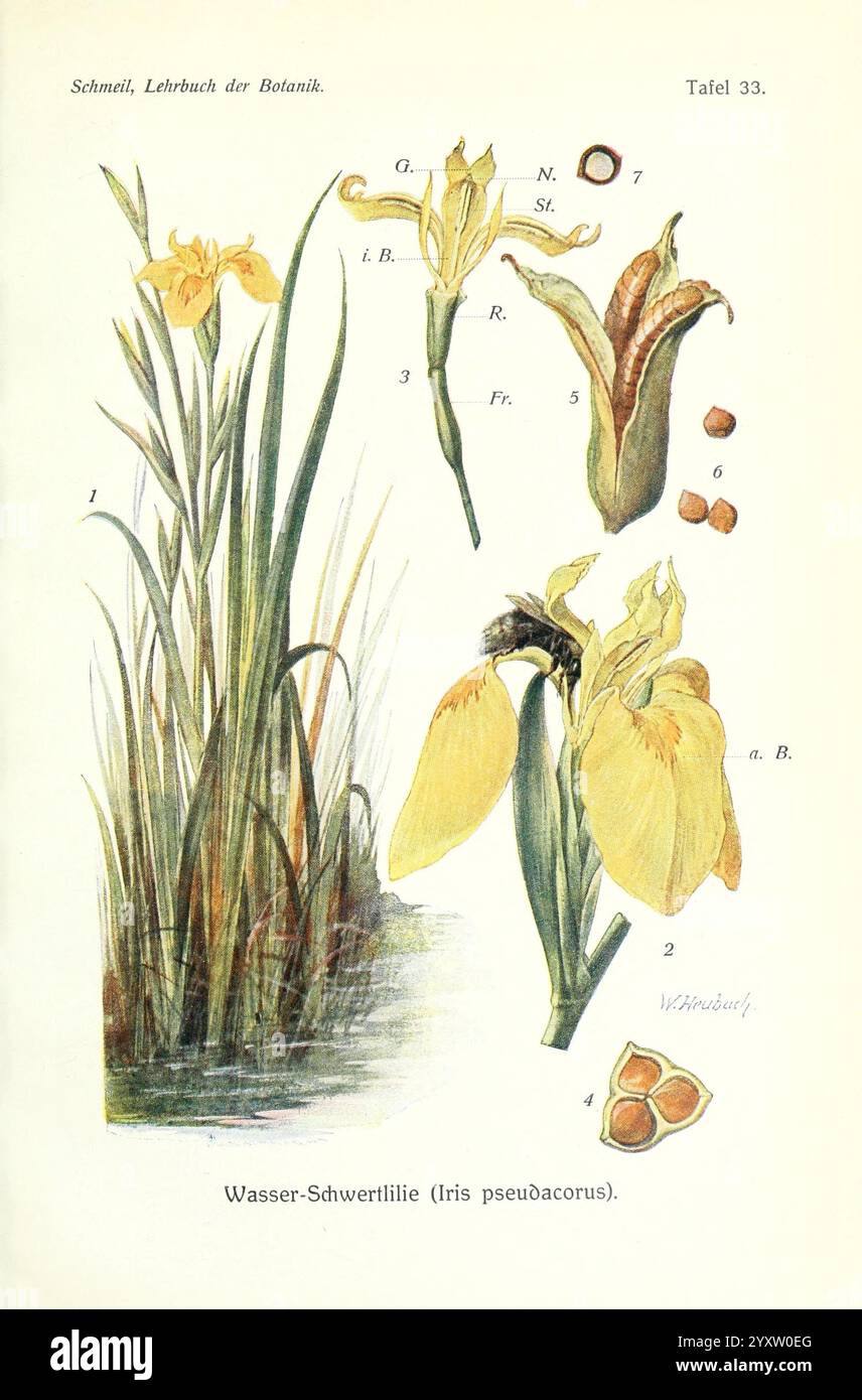 Falso acoro hi-res stock photography and images - Alamy