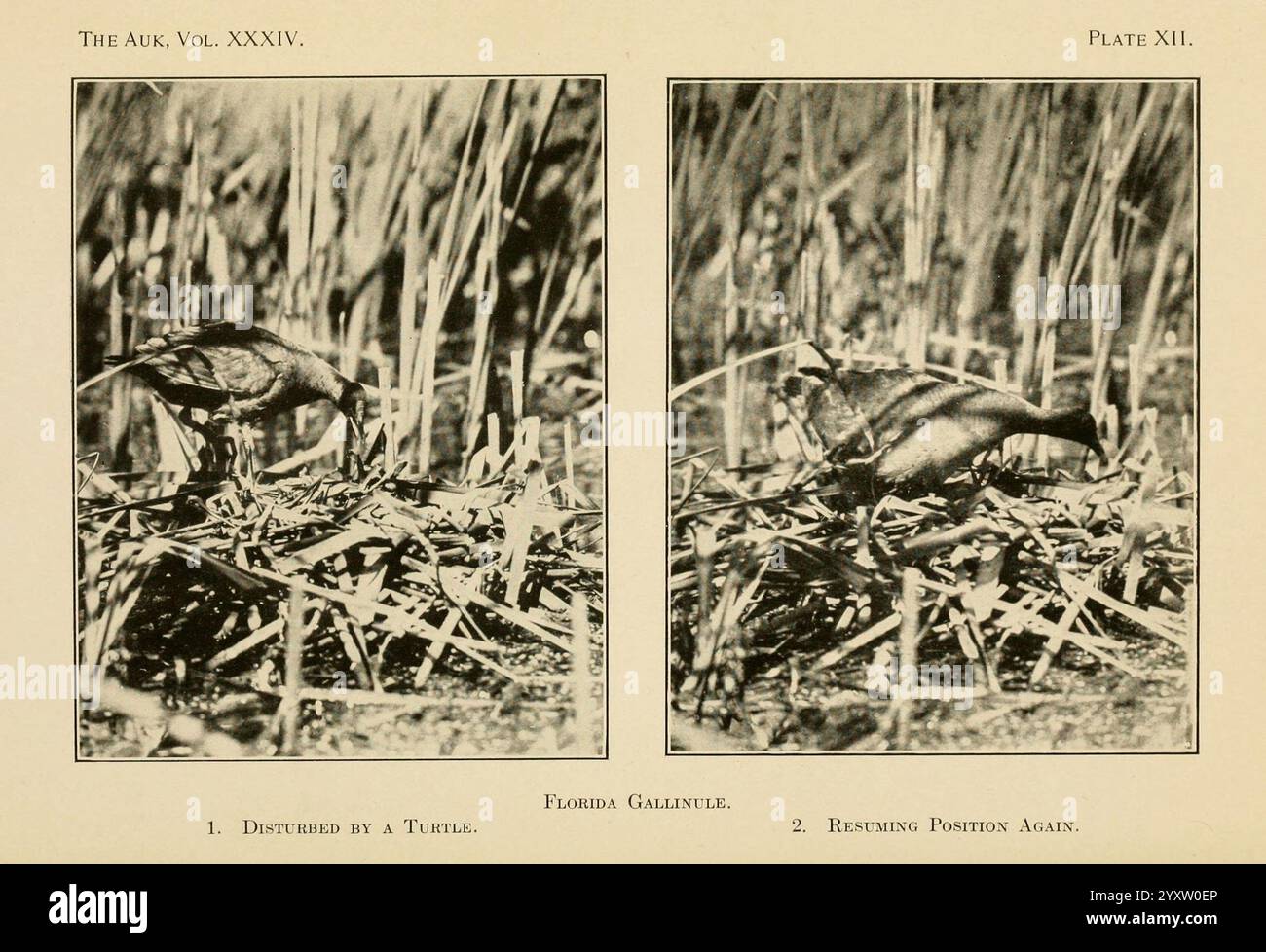 The Auk Washington, D.C. American Ornithologists' Union etc. 1884 ...