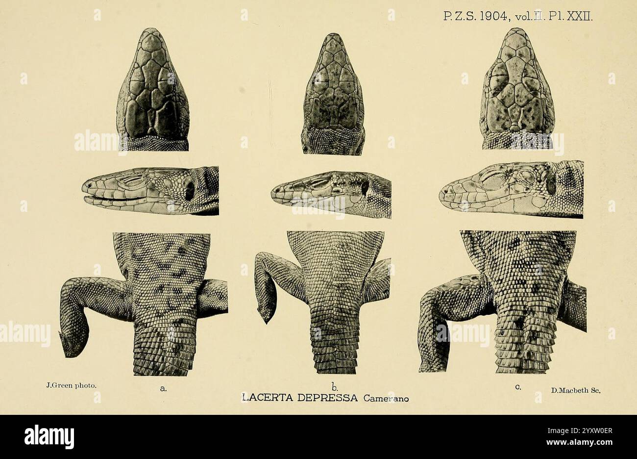 Understanding comparative anatomy hi-res stock photography and images ...
