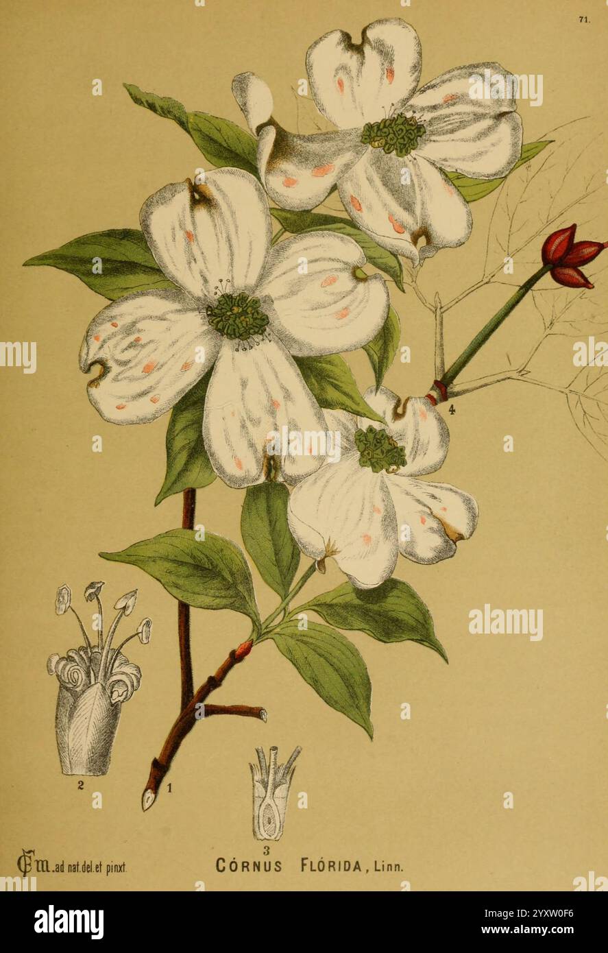 American, medicinal, plants, New York, Boericke, Tafel, c1887, botany ...