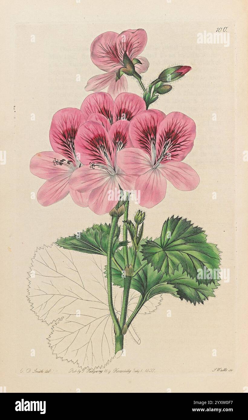 Geraniaceae, London, Printed for James Ridgway, Piccadilly, 1820-1830 ...