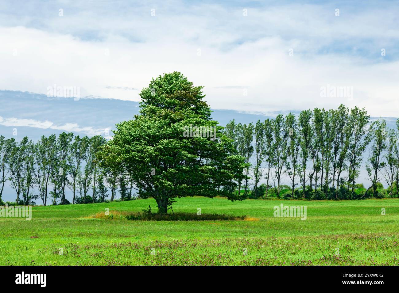 Lone Sugar Maple tree in hay field with a line of poplar trees and sky ...