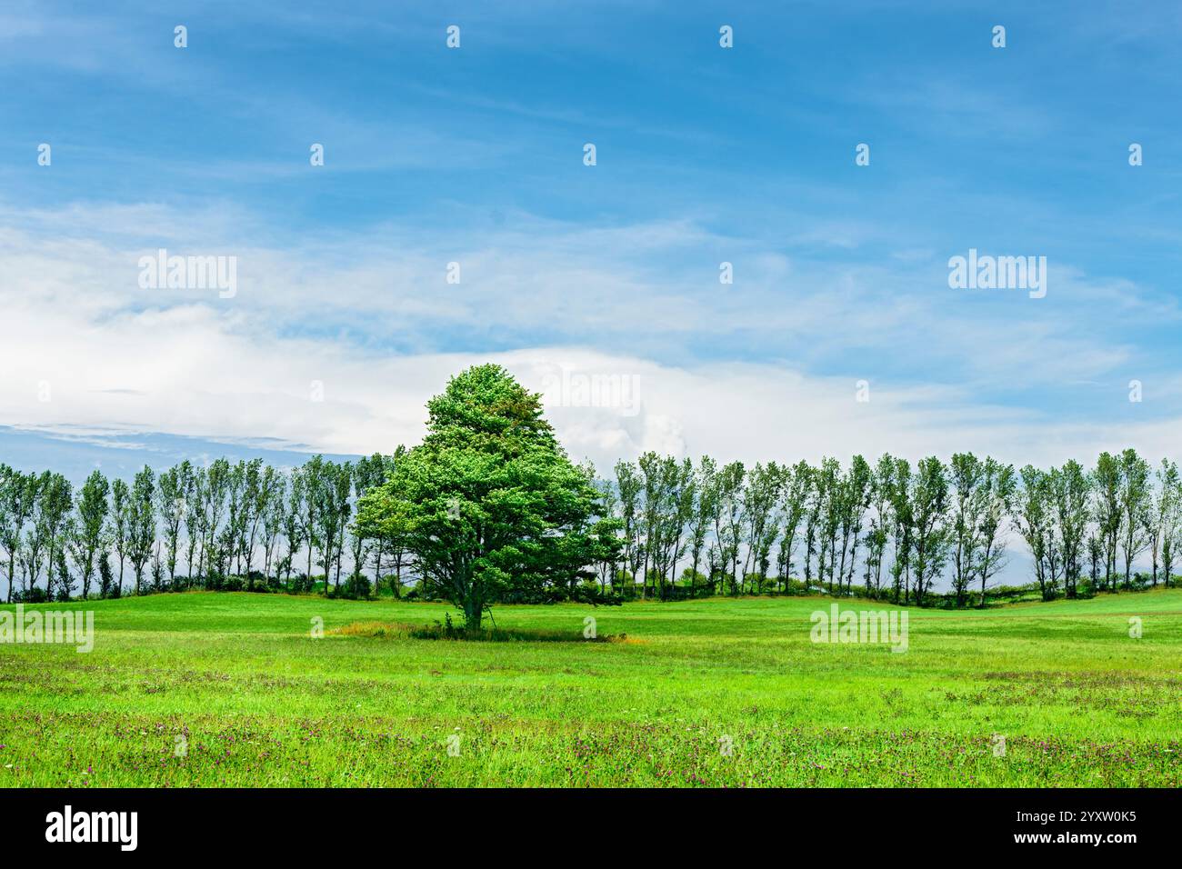 Lone Sugar Maple tree in hay field with a line of poplar trees and sky ...