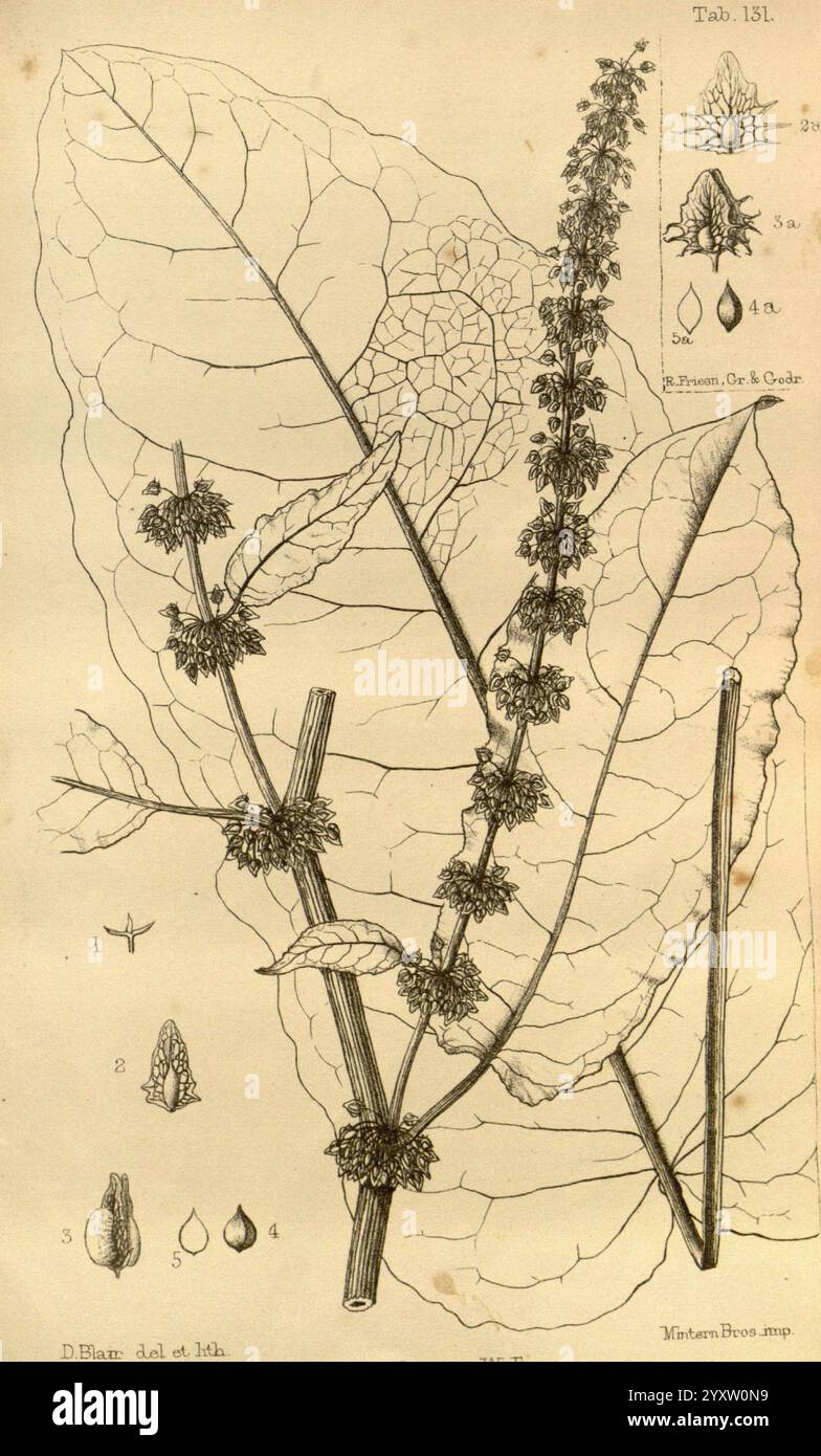Journal of Botany, British and Foreign London Robert Hardwicke 1863 ...