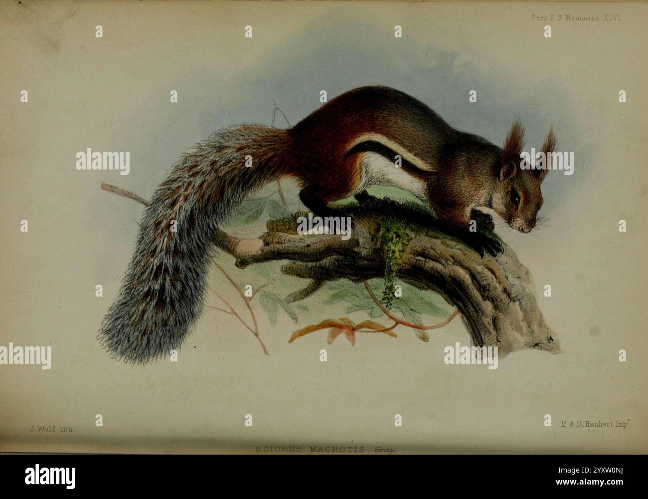 Squirrels inquisitive pose hi-res stock photography and images - Alamy