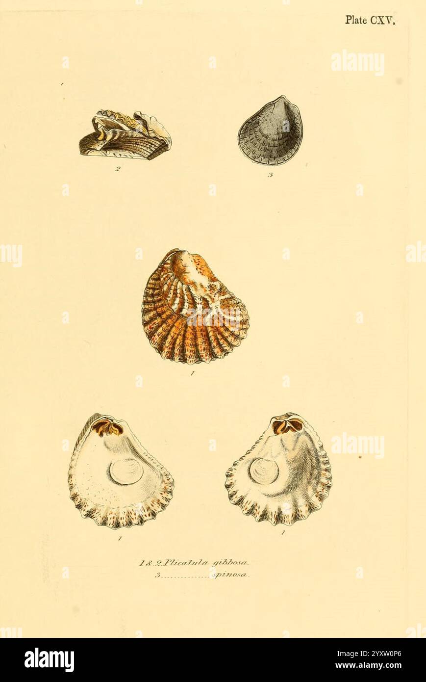 Two adjacent shells hi-res stock photography and images - Alamy