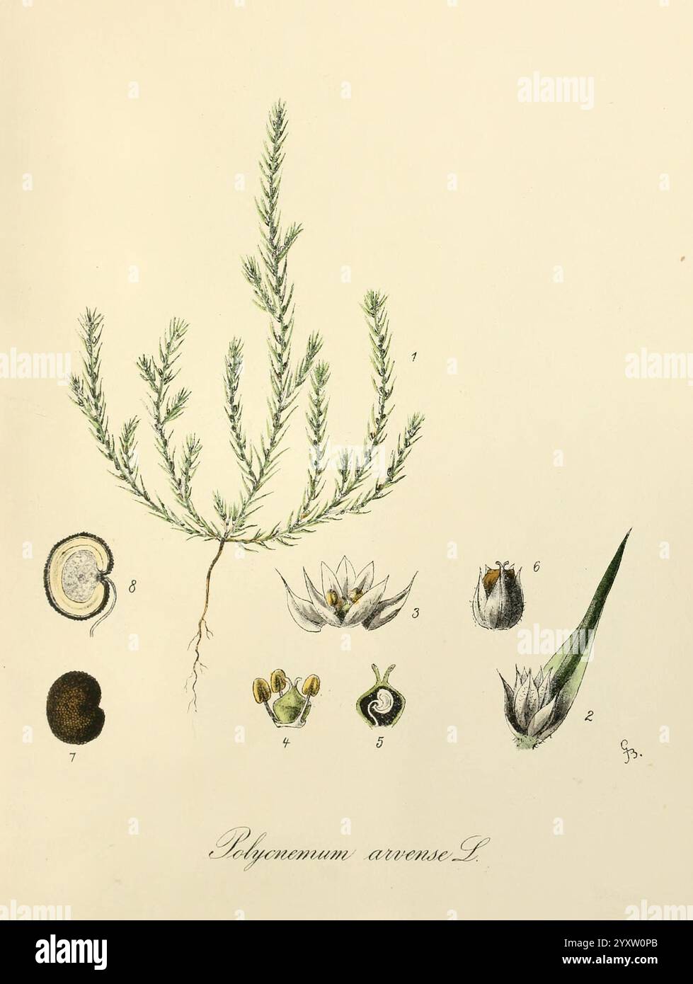 Plant rubus arvensis hi-res stock photography and images - Alamy